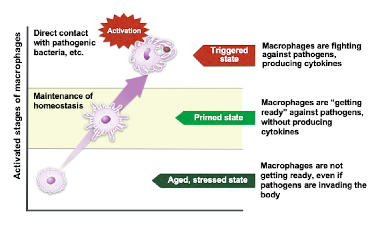 macrophage-activation-steps | Saisei Australia